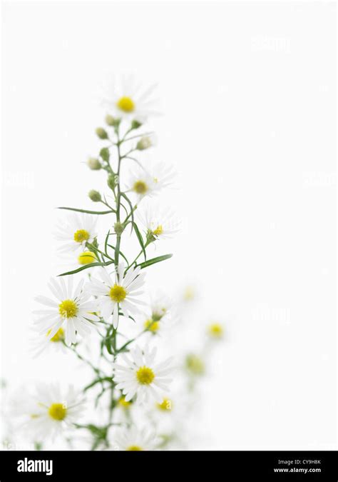 Multiple On One Stem Flowers