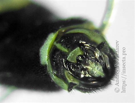 Photo 88240 Phylloecus Linearis