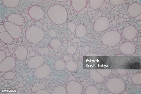 횡단면 Dicot Monocot 및 교실 교육에 대 한 현미경 아래 식물 줄기의 루트 과학에 대한 스톡 사진 및 기타 이미지