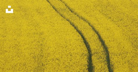 Grass Zig Zag Pathways Photo Free Yellow Image On Unsplash