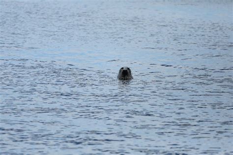Harbor Seal Head Sticking Out Of The Water Stock Image Image Of Iceland Peering
