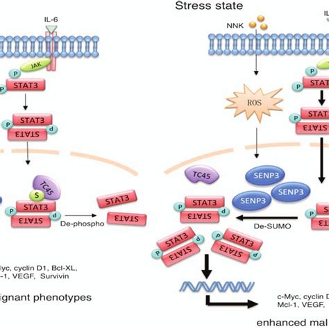 Senp3 Protein Level Correlates With Smoking And Stat3 Activation In
