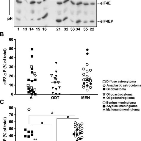 Eukaryotic Translation Initiation Factors Eif2a And Eif4e Levels A