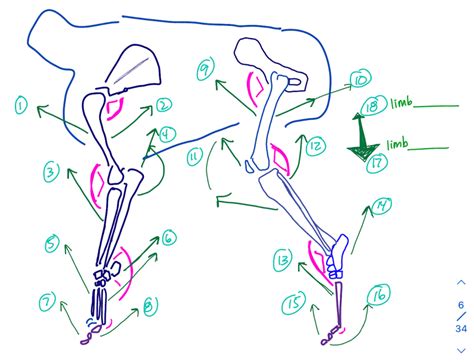 Flexure Angles Diagram Quizlet