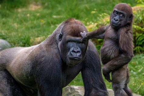 Gorilla WALLPAPERS For Everyone
