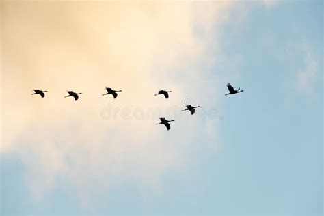 Common Crane Stock Image Image Of Coast Nature Eurasian 263755187