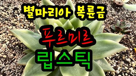 봄날 개화 푸르미르 립스틱 별마리아복륜금 특가 세일~ 0307 Youtube