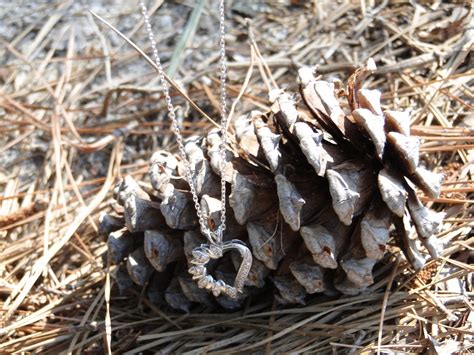 STHS AP Biology Pine Cone Female