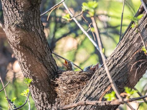 Птенцов Pilaris Turdus рябинника молочницы в отпуске Стоковое Фото