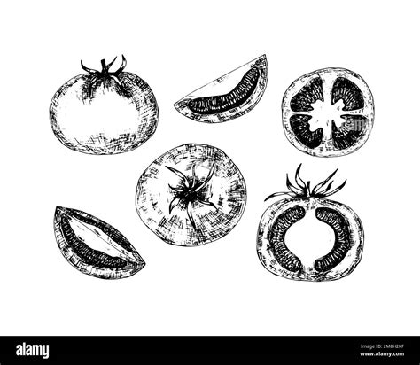Tomato Vector Graphic Sketch Stock Vector Image And Art Alamy