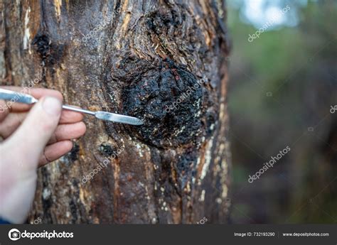Scientist Researcher Studying Soil Forest Health Effects Climate Change University Stock Photo
