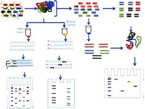 A Diagrammatic Representation Of Edna Based Techniques For Microbial