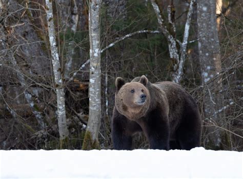 Karu Metsas Eleri Lopp