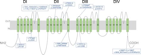 Frontiers SCN A Related Epilepsy Novel Mutations And Rare Phenotypes