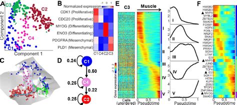 Scepath Revealed The Myoblast Differentiated Trajectory And Pinpointed Download Scientific