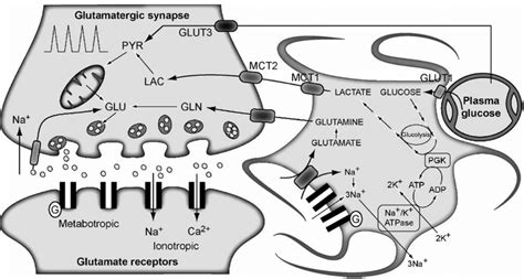 Brain Metabolism Hypothesis A The Astrocyte To Neuron Lactate