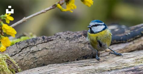 나뭇가지에 앉아 있는 작은 파란색과 노란색 새 사진 Unsplash의 무료 배경 화면 4k 이미지
