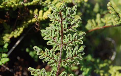 Plantas Beleza E Diversidade Cheilanthes Acrostica