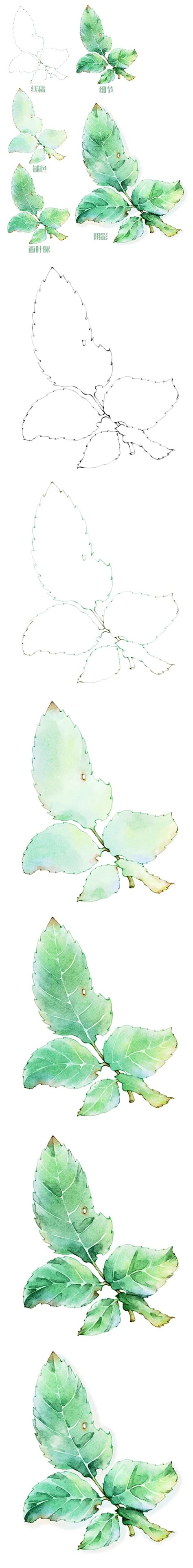 交换一棵水彩画的叶子1貍吱lyz来自小红书网页版 花瓣网