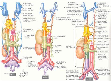 Pedi Cardiology Anatomy Netter Ivc Development