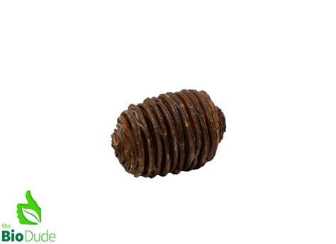 Spiral Cone The Bio Dude