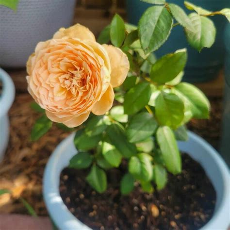 Masora マソラ 真宙 Japanese Rose Super Lovely Big Flowers Heat Resistance