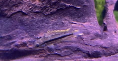 Male Apistogramma Album On Imgur
