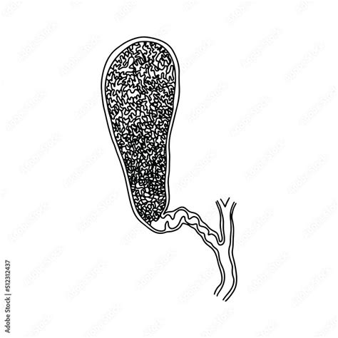 The Human Gallbladder And Its Cross Section Vector Outline Anatomical Hand Drawn