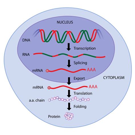 Splicing Alternativo Dal Gene Alle Varie Isoforme Proteiche