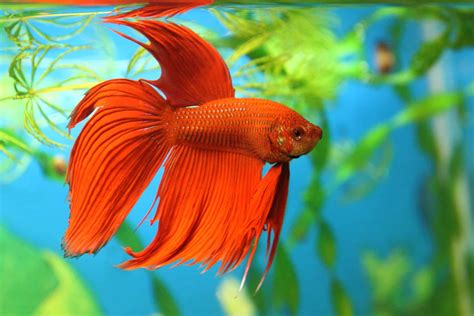 The Need To Know S Of A King Betta Aquariadise