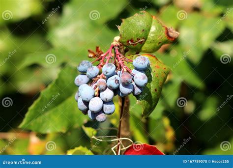 Pinnate Leaves And Berries Of Sorbus Aucuparia Royalty Free Stock Image