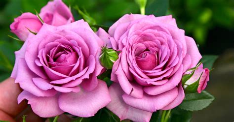 The Smart Way To Grow Roses The New York Times