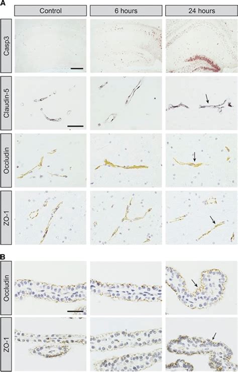 Occludin Antibody