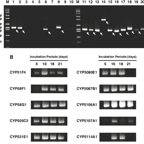 Chromosomal Localization Of Cytochrome P450 In Aspergillus Oryzae Pg Download Scientific