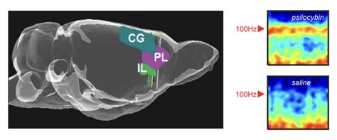 Distinct Psilocybin Induced Oscillations Observed In Rat Medial