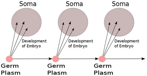 What Is The Difference Between Germplasm And Somatoplasm Pediaa