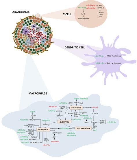 Frontiers Micrornas As Diagnostic Biomarkers For Tuberculosis A