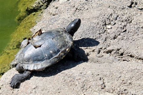 Turtle Shell Peeling And Shedding Is This Normal