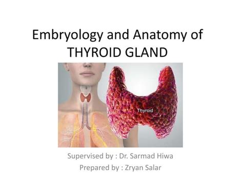Embryology And Anatomy Of Thyroid Glandpptx