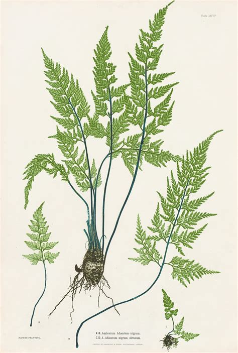 Moore Pl 36 Asplenium Adiantum Nigrum A Adiantum Nigrum Obtusum