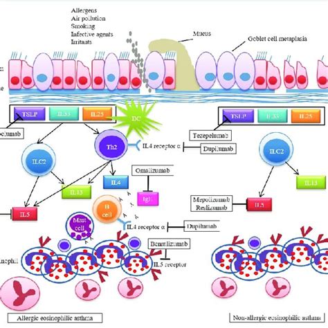 Type 2 Inflammation Pathways And Biologicals Targeting These Pathways Download Scientific