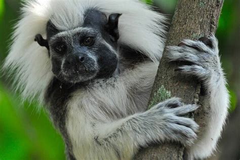 Tripadvisor Private Cotton Top Tamarin Abenteuertour Zur Verfügung
