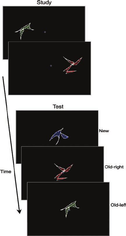 Behavioral Protocol During The Study Phase Shapes Were Presented To Download Scientific