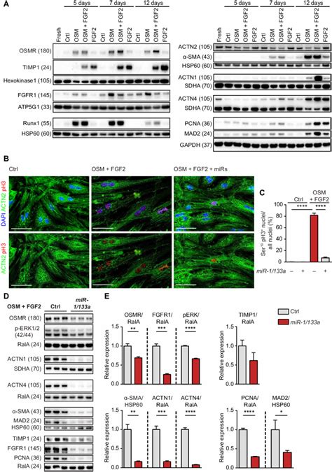 Synergistic Induction Of Cardiomyocyte Dedifferentiation And Cell Cycle