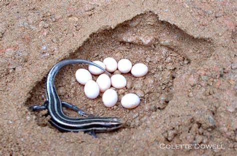 Lizard Eggs Hatching