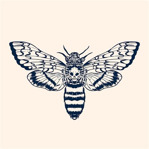 Free Vector Hand Drawn Death Moth Drawing Illustration