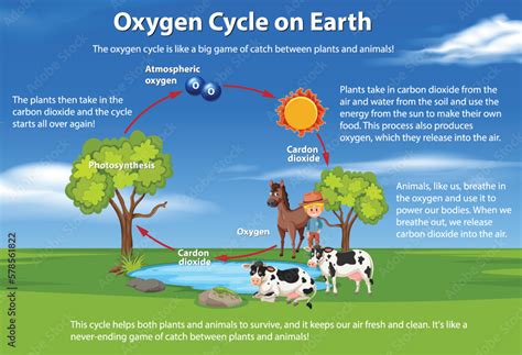 Oxygen Cycle On Earth Diagram Stock Vector Adobe Stock