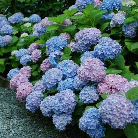 Jual Benih Bunga Hydrangea Biru Blue Hydrangea Import Isi 3 Biji
