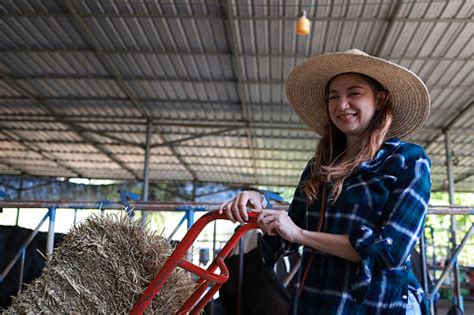 자신감 넘치는 여성 젖소 농장 주인은 건초 수레와 젖소 사료를 밀고 젖소 헛간 농업 및 축산 개념 낙농장의 젖소가 건초를 먹는 일을 합니다 우사 가축에 대한 스톡 사진 및