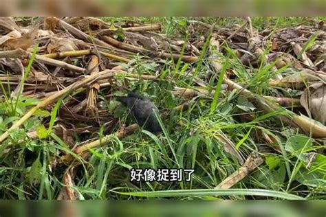 鸟夫妻为护鸟宝宝，追着路人啄，太凶了 路人 宝宝 夫妻